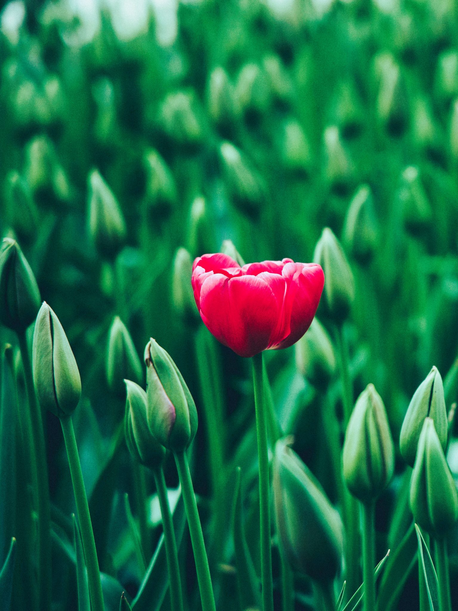 The Unique Identity of Children of God – RCCG House of Prayer, Calgary